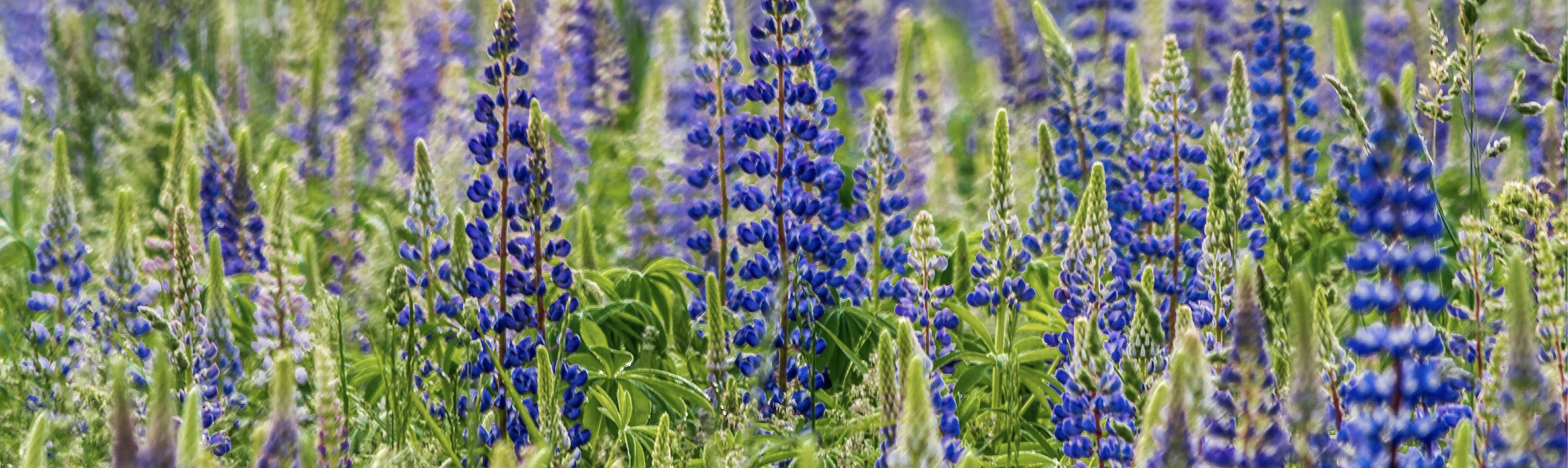May flowers are blooming and so are these cocktails. | Maine Spirits
